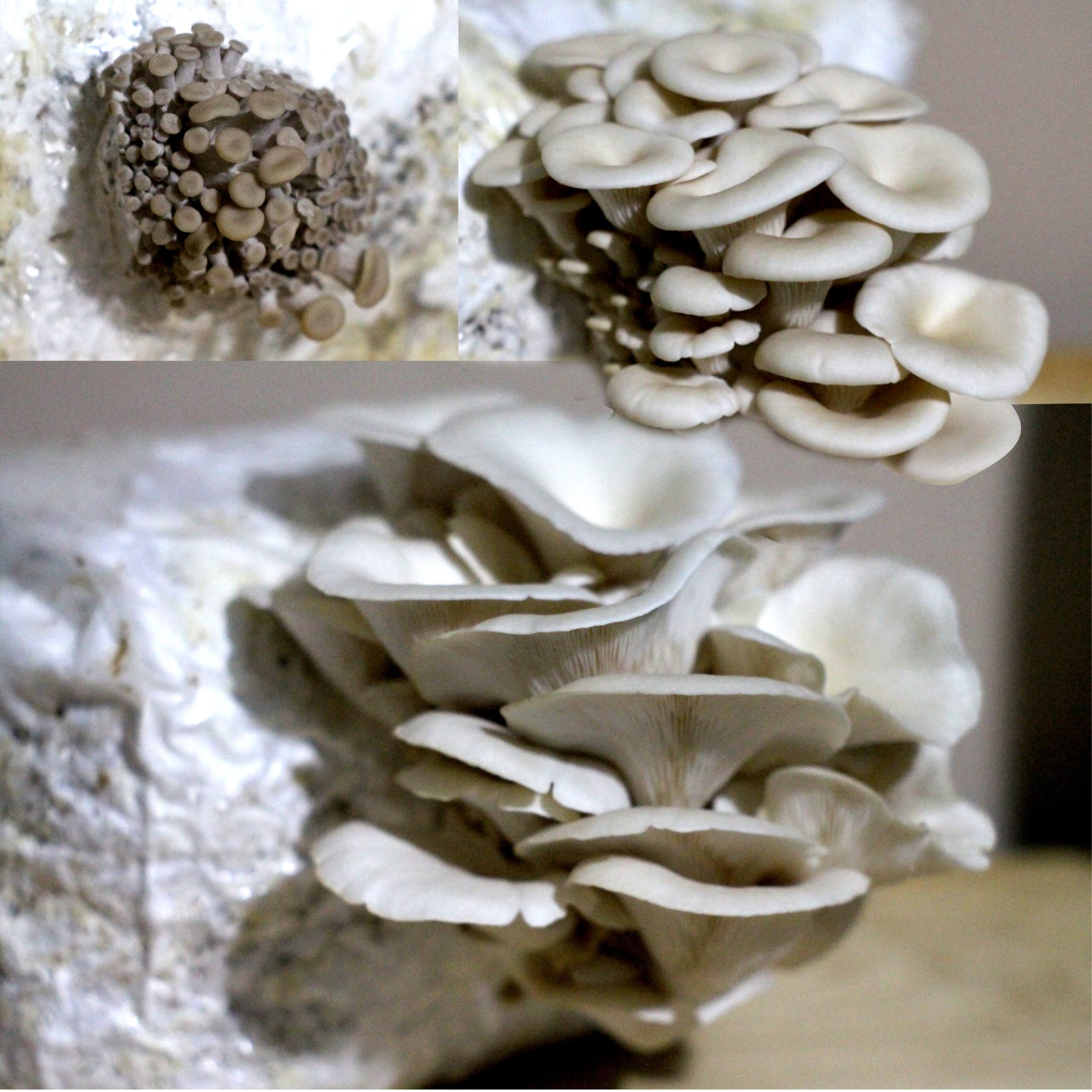 How to Grow Mushrooms at home - Gaia Mushrooms