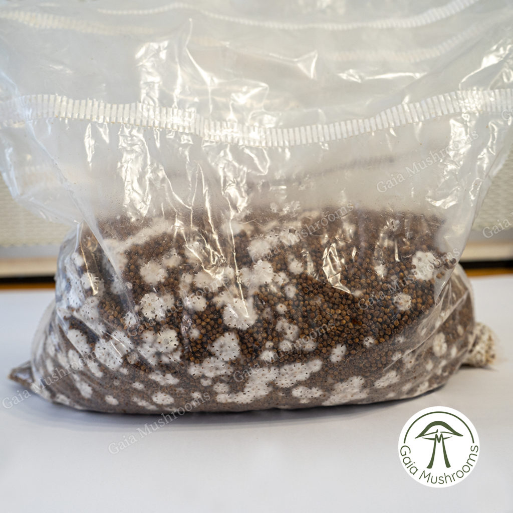 Mushroom Grow Bag Millet Spawn UK - Gaia Mushrooms
