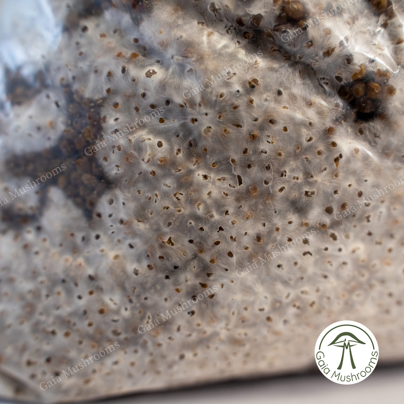 How to make a Monotub Simple DIY Guide - Gaia Mushrooms