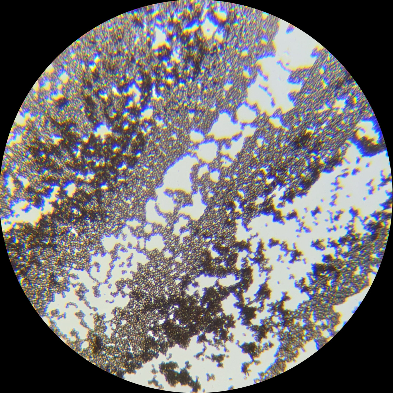 B+ Microscopy Spores 10ml - Gaia Mushrooms