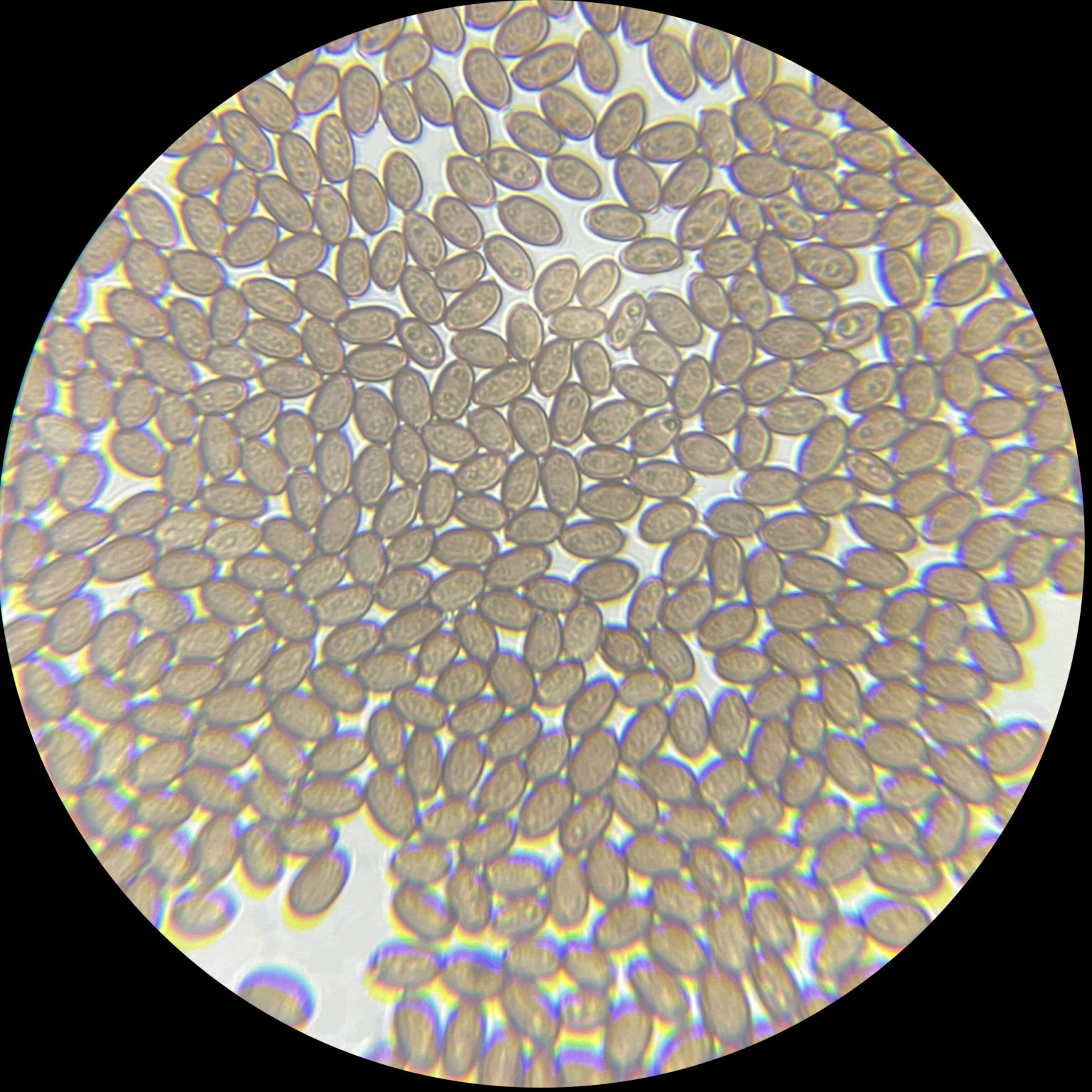 B+ Microscopy Spores 10ml - Gaia Mushrooms