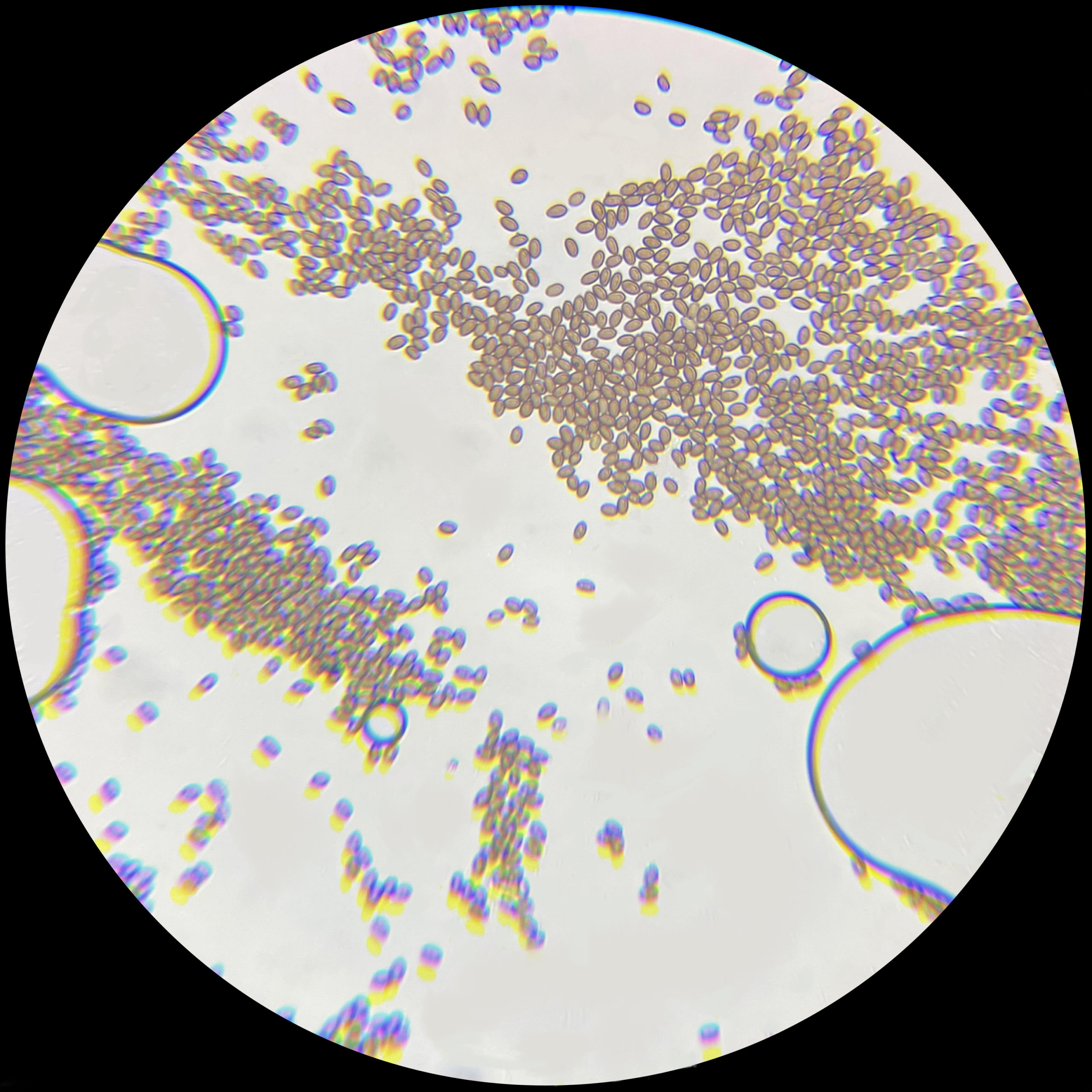 B+ Microscopy Spores 10ml - Gaia Mushrooms